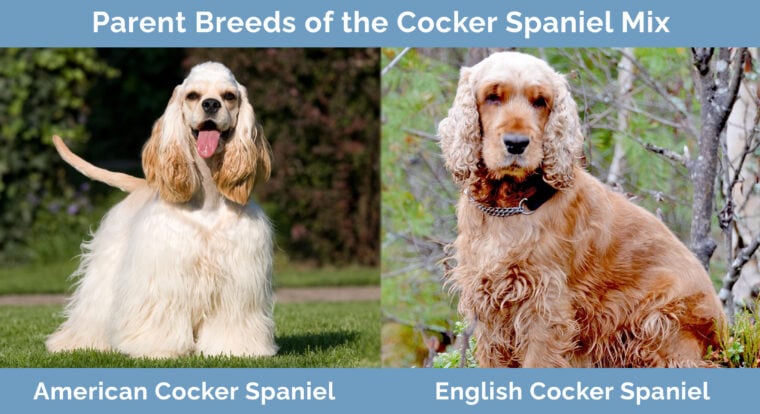 Cocker Spaniel Mix: Info, Pictures, Traits & Facts | Hepper Pet Resources