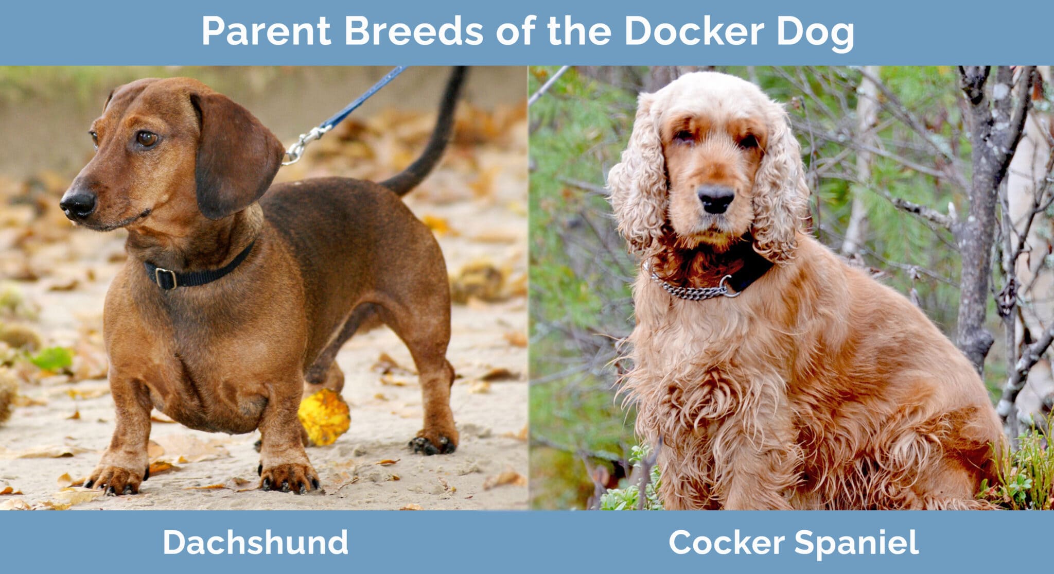 Docker Dog (Dachshund & Cocker Spaniel Mix) Info, Pictures & Facts ...
