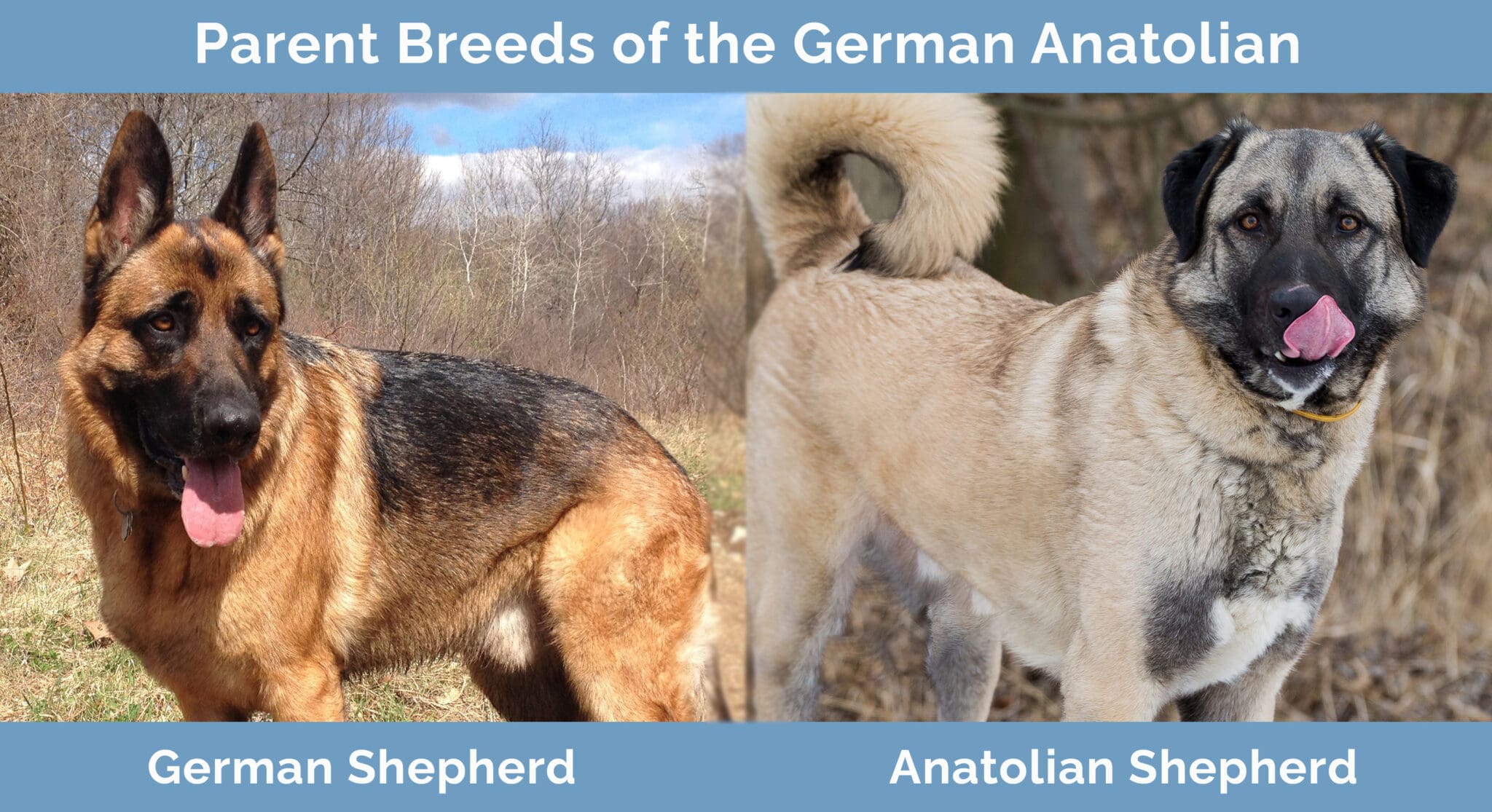German Shepherd & Anatolian Shepherd Mix: Info, Pictures, Facts ...