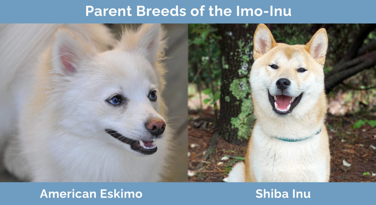 Imo-Inu (American Eskimo & Shiba Inu Mix): Info, Pictures, Personality ...