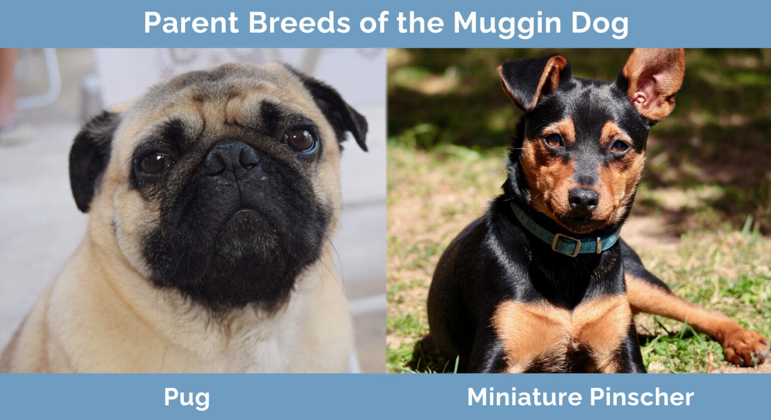 Muggin Dog (Pug & Miniature Pinscher Mix) Info, Pictures, Facts ...