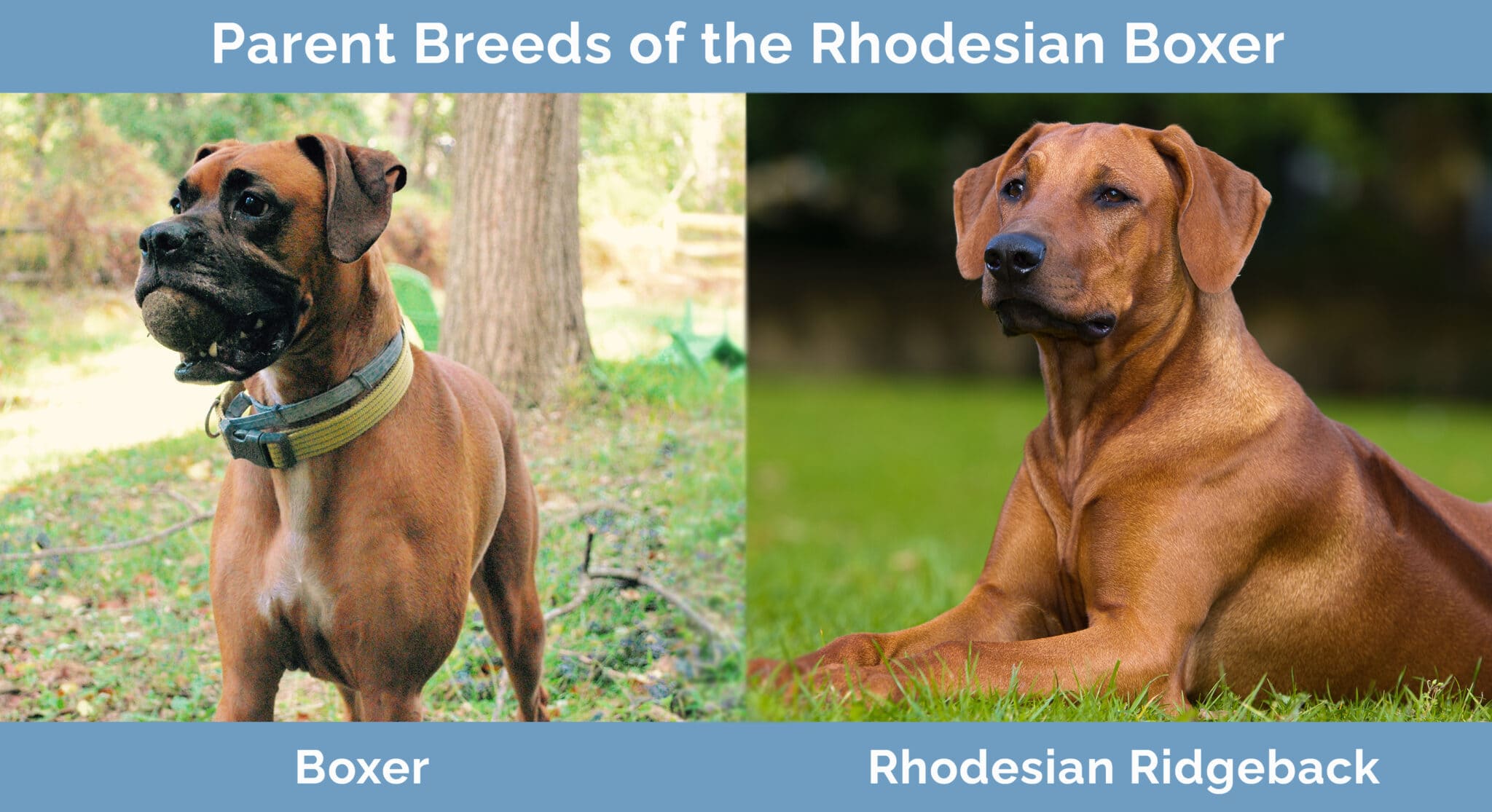 Rhodesian Boxer (Rhodesian Ridgeback & Boxer Mix) Info, Pictures, Facts ...