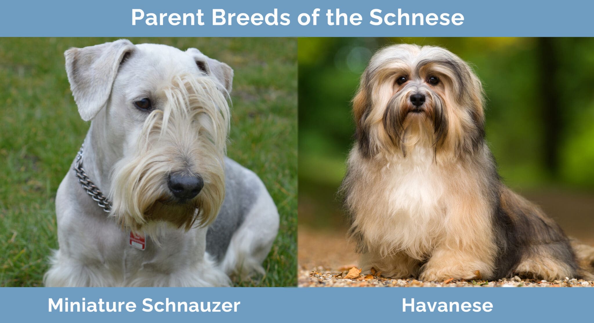 Schnese (Miniature Schnauzer & Havanese Mix): Info, Pictures, Traits ...