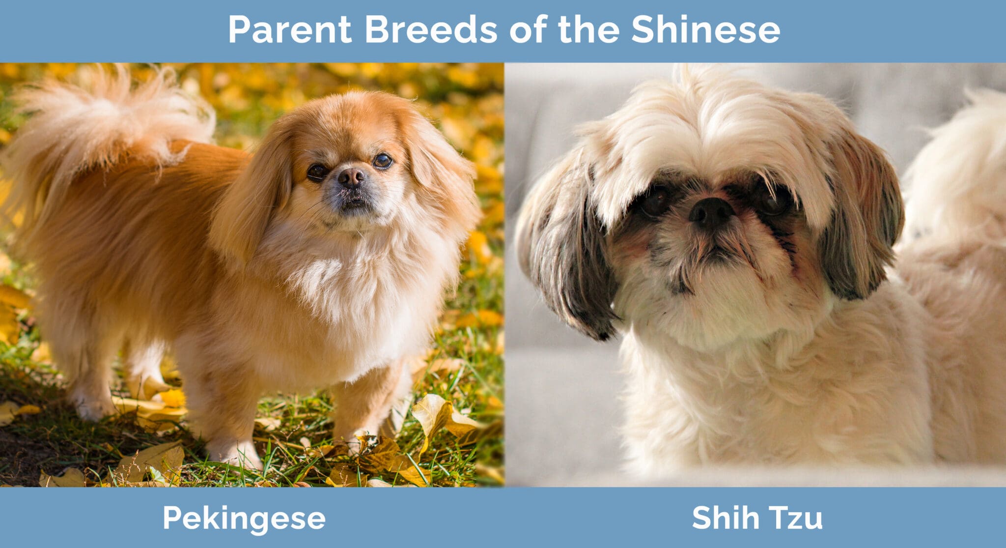 Shinese (Pekingese & Shih-Tzu Mix) Info, Pictures, Facts, Traits ...