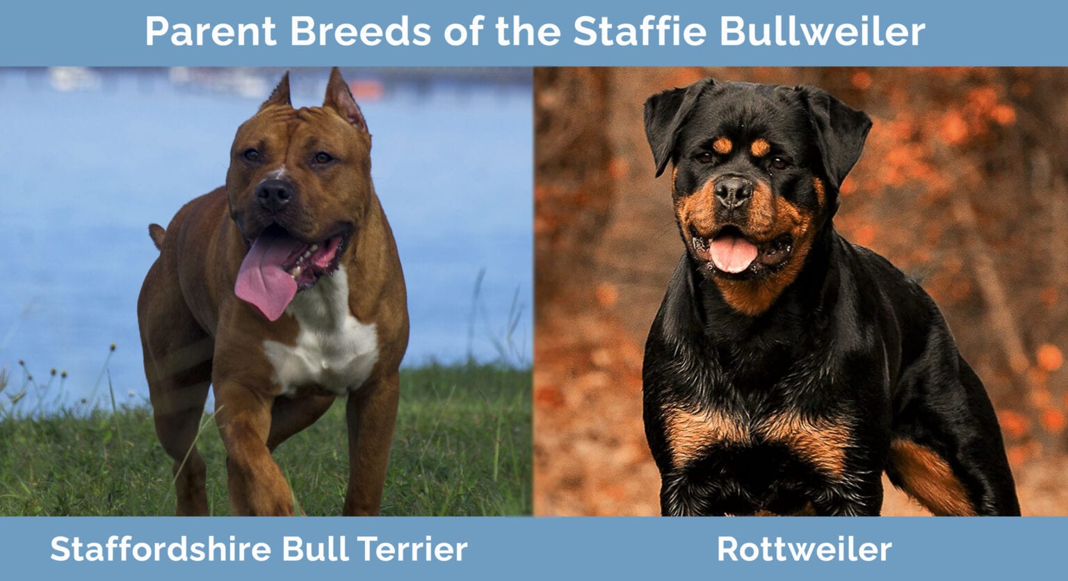Staffordshire Bull Terrier & Rottweiler Mix (Staffie Bullweiler) Info ...