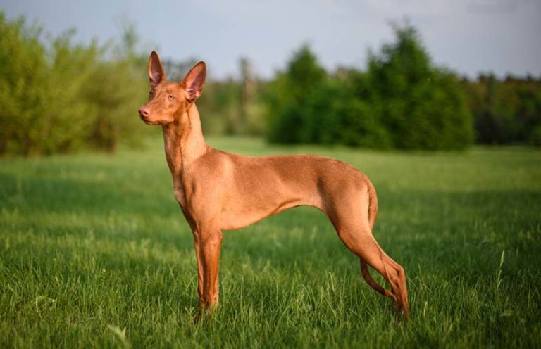 What Kind of Dog Is Anubis? Ancient Egyptian History | Hepper Pet Resources