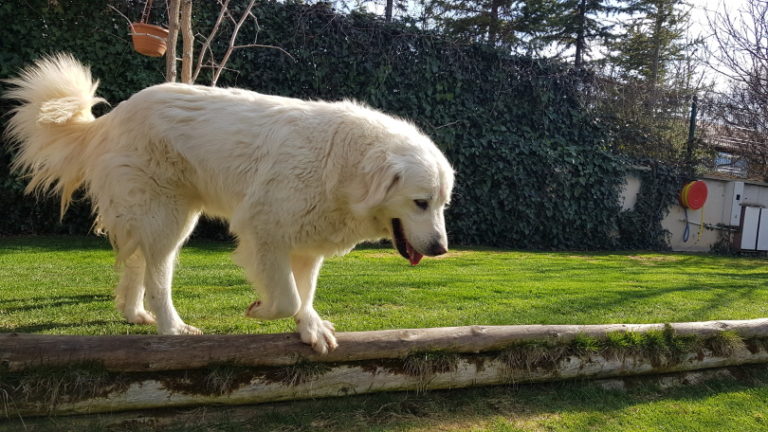 7 Turkish Dog Breeds (With Info & Pictures) | Hepper Pet Resources