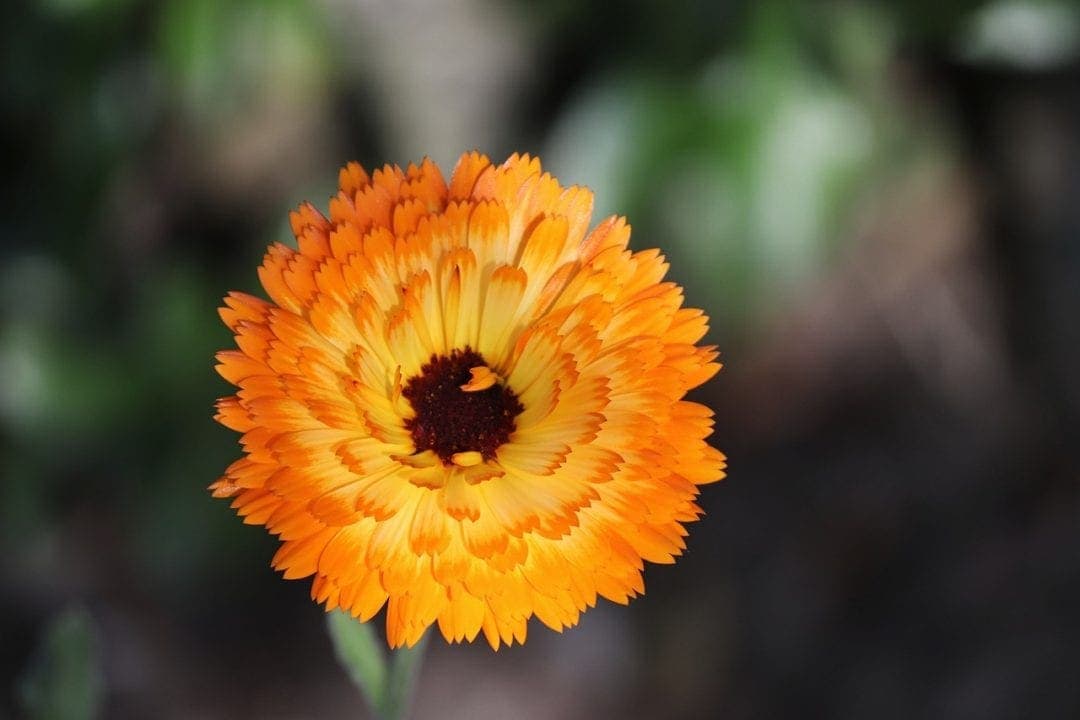 What Flowers Can Tortoises Eat? 10 Vet-Reviewed Edible Plants | Hepper ...