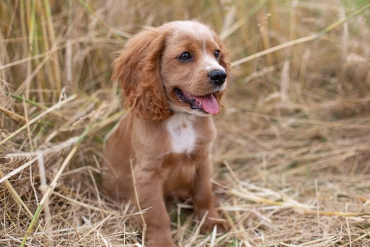 How to Potty Train a Cocker Spaniel: 15 Expert Tips | Hepper Pet Resources