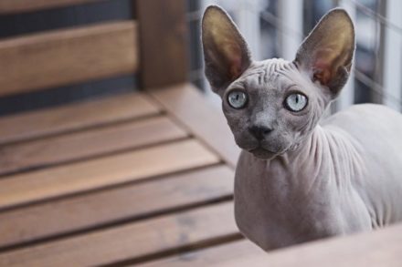 8 Sphynx Cat Colors: An Overview (With Pictures) | Hepper Pet Resources