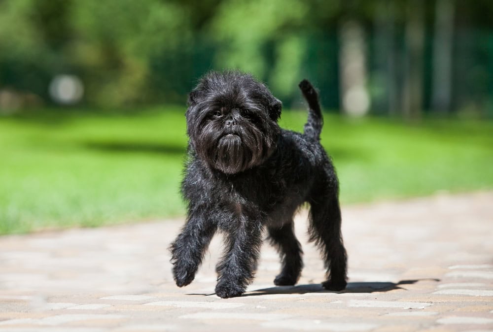 Affenpinscher Dog Breed Info: Pictures, Traits & Facts | Hepper Pet ...