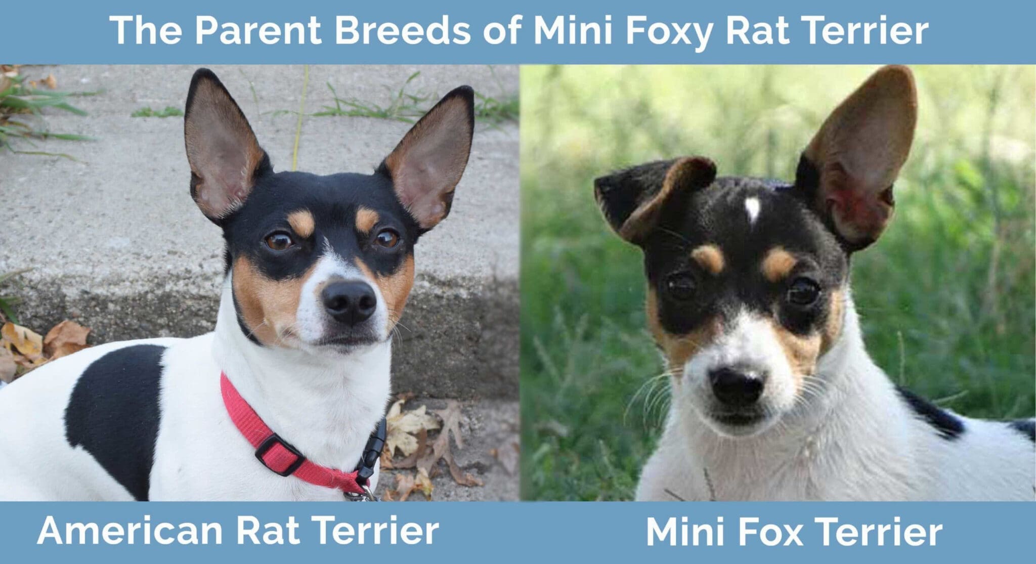 Mini Foxy Rat Terrier (American Rat Terrier & Mini Fox Terrier Mix ...