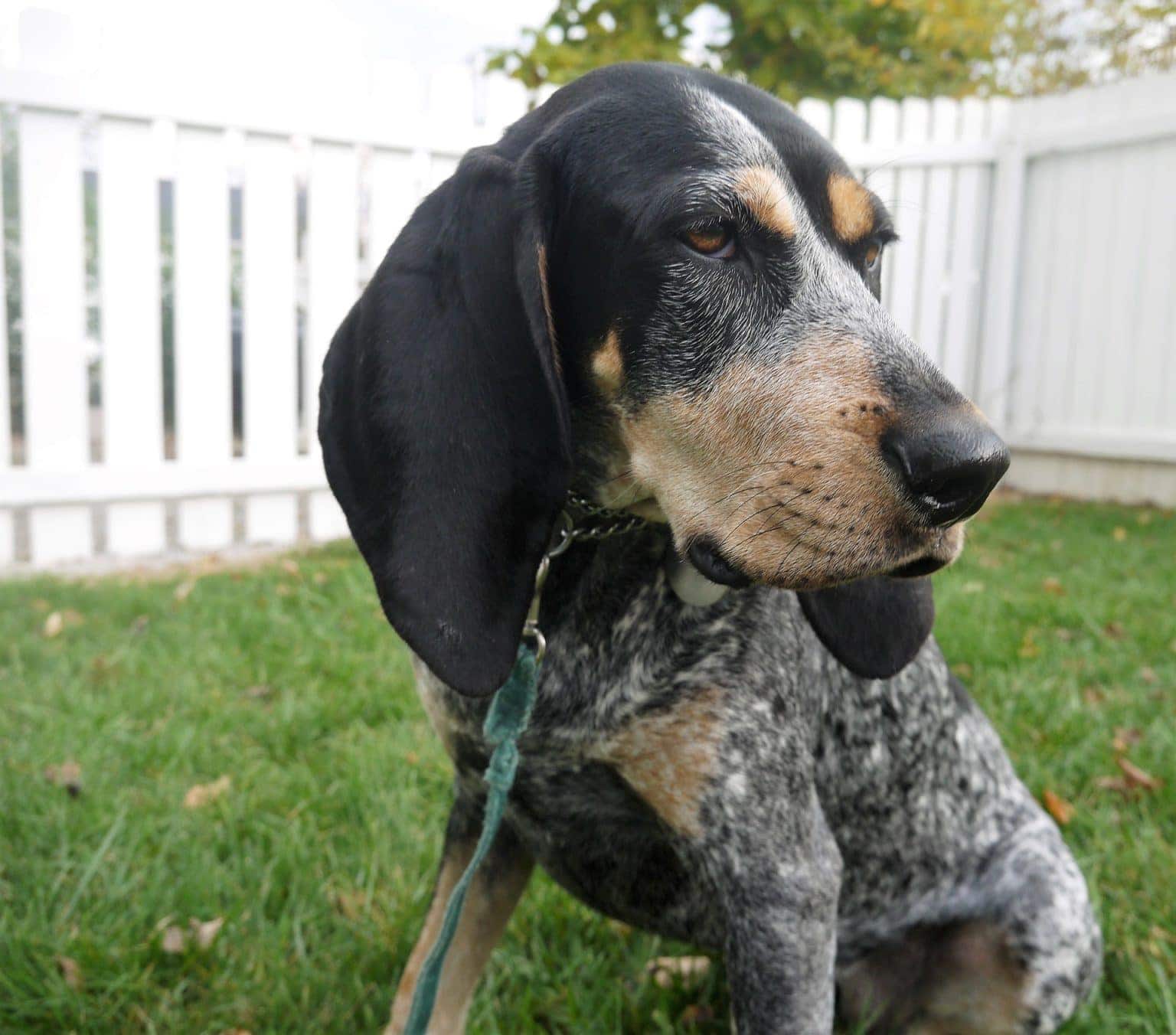 100+ Coonhound Dog Names: Ideas for Intelligent Hunting Dogs | Hepper ...