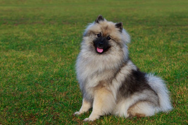 12 Dutch Dog Breeds: Info, Pictures, Facts & History | Hepper Pet Resources