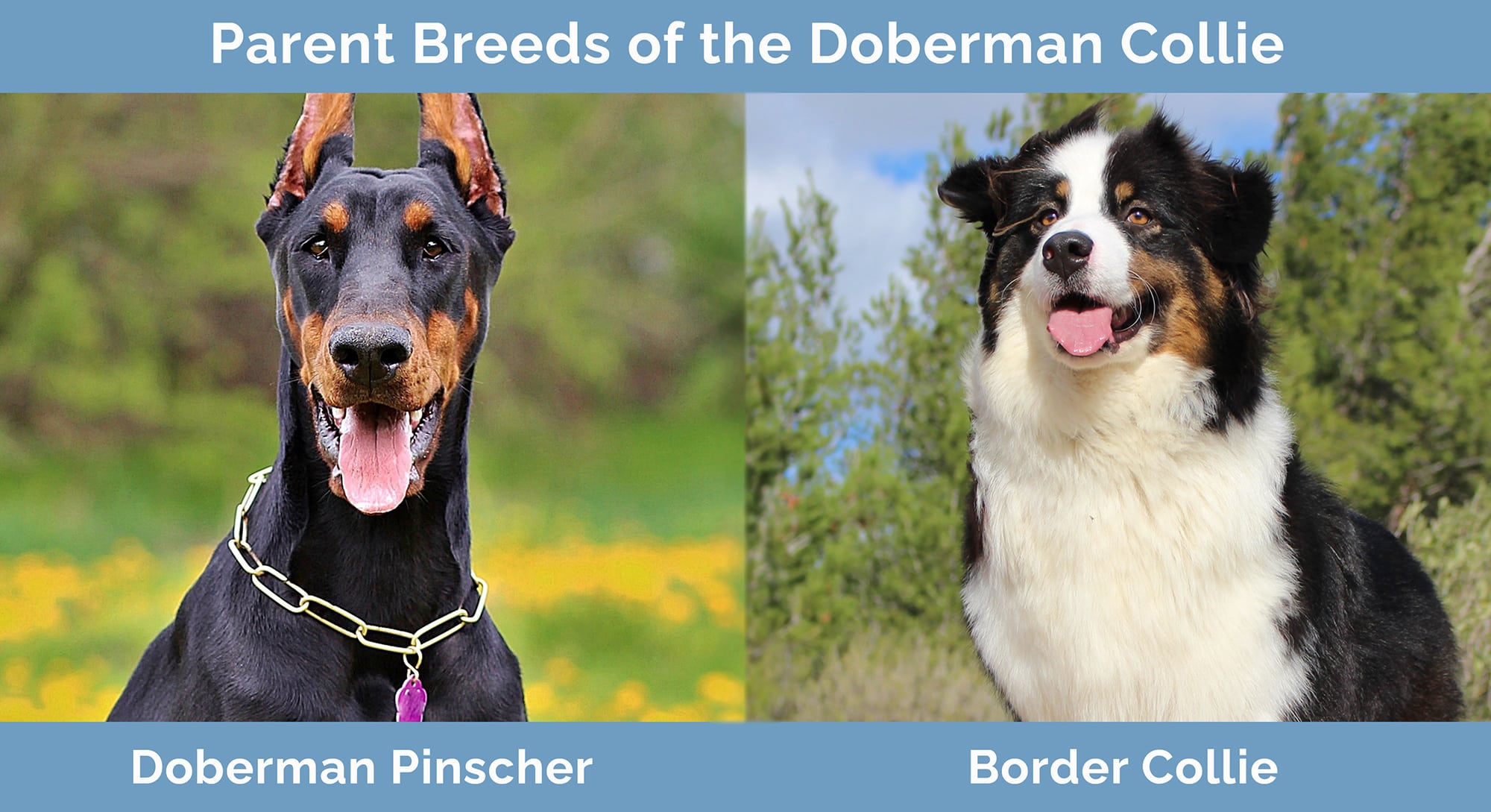 Doberman Collie (Doberman Pinscher & Border Collie Mix) Mixed Breed ...