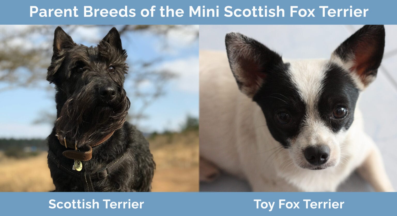 Mini Scottish Fox Terrier (Scottish & Toy Fox Terriers Mix) Dog Breed ...