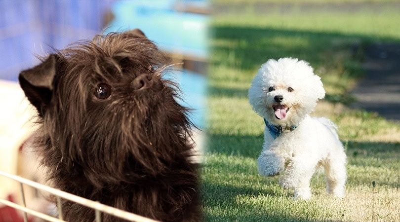 Affenpinscher & Bichon Frise Mix Breed: Info, Pictures, Facts ...