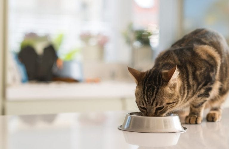 Can Cats Eat Liver? Vet-Reviewed Nutrition Facts & FAQ | Hepper Pet ...