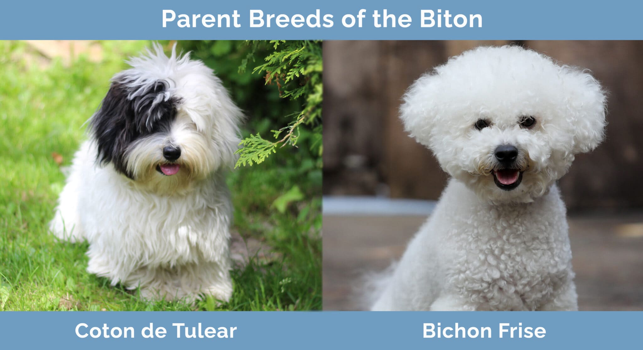 Biton (Bichon Frise & Coton De Tulear Mix): Info, Pictures, Traits ...