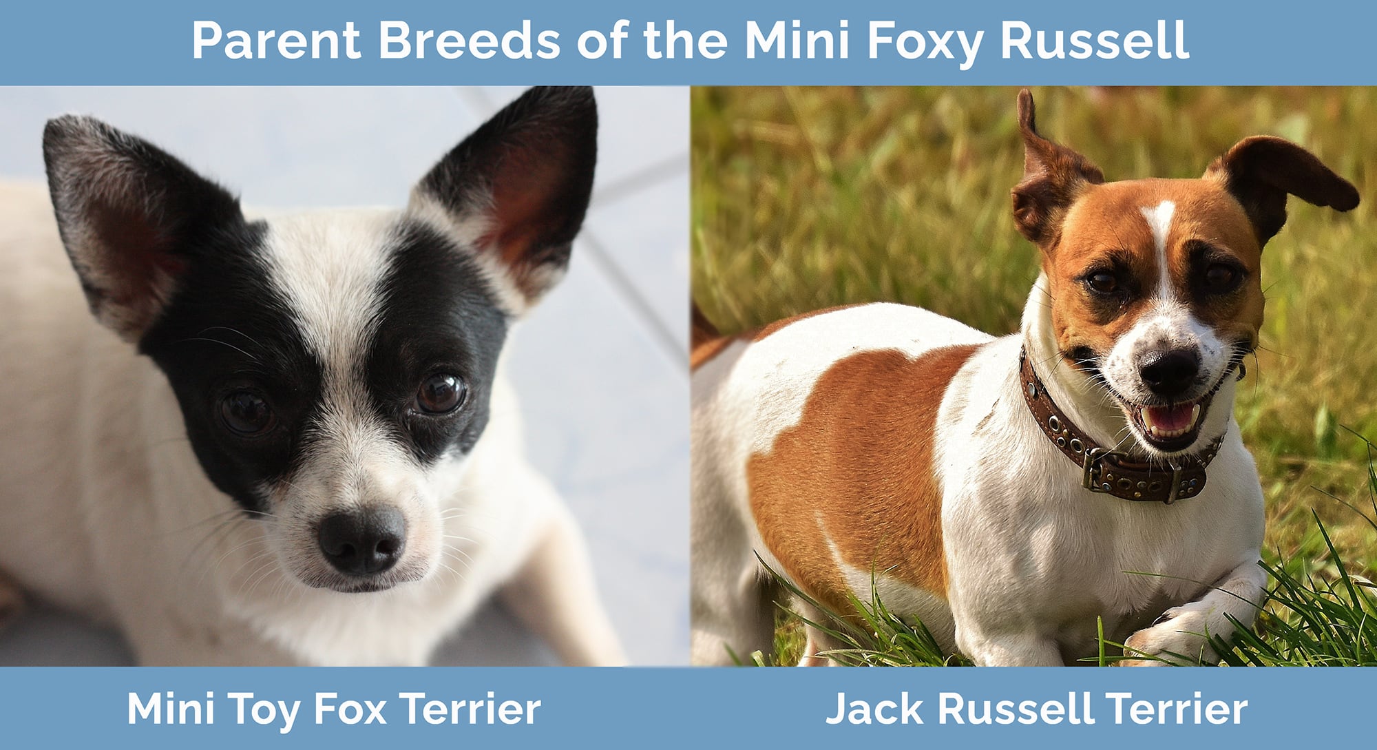 Mini Foxy Russell (Mini Fox Terrier & Jack Russell Terrier Mix) Dog ...