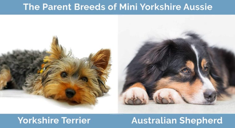 Mini Yorkshire Aussie (Yorkshire Terrier & Australian Shepherd Mix ...