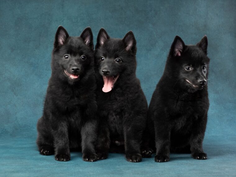 Schipperke Dog Breed Info: Pictures, Personality & Facts | Hepper Pet ...