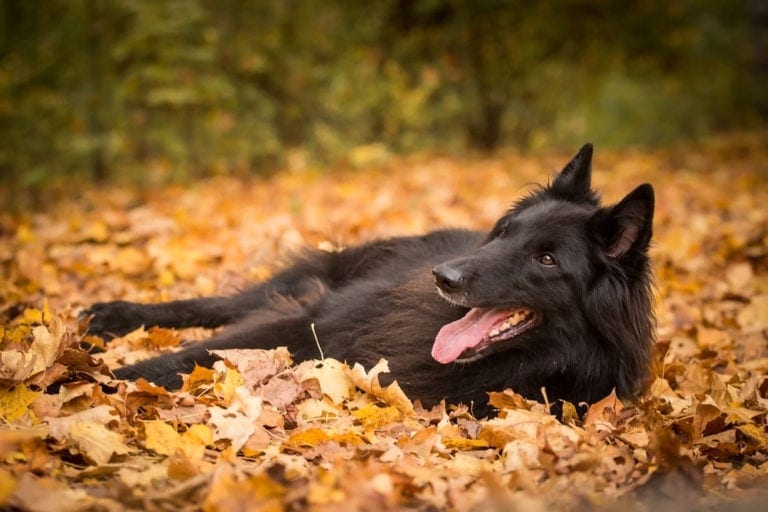 10 Dog Breeds That Are Similar to Collies (With Info & Pictures ...