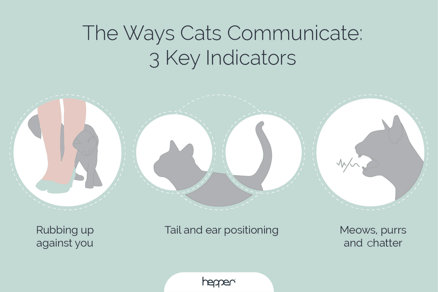 Cat Communication 101: Cat Body Language & Meowing | Hepper Pet Resources
