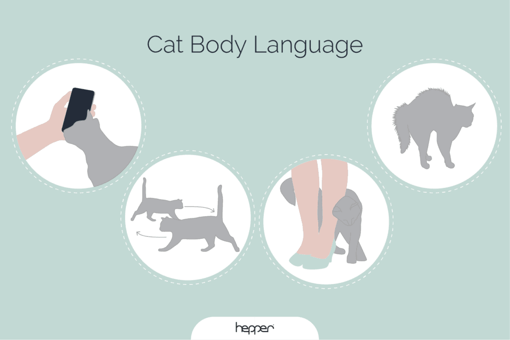 Cat Communication 101: Cat Body Language & Meowing | Hepper Pet Resources