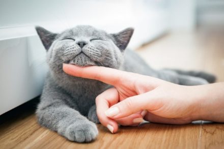 Cat Communication 101: Cat Body Language & Meowing | Hepper Pet Resources