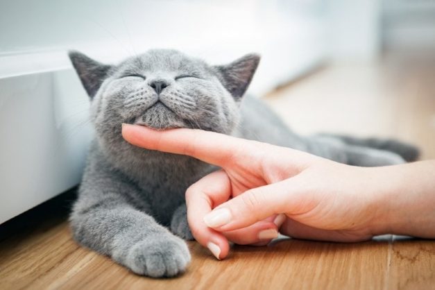 Cat Communication 101: Cat Body Language & Meowing | Hepper Pet Resources
