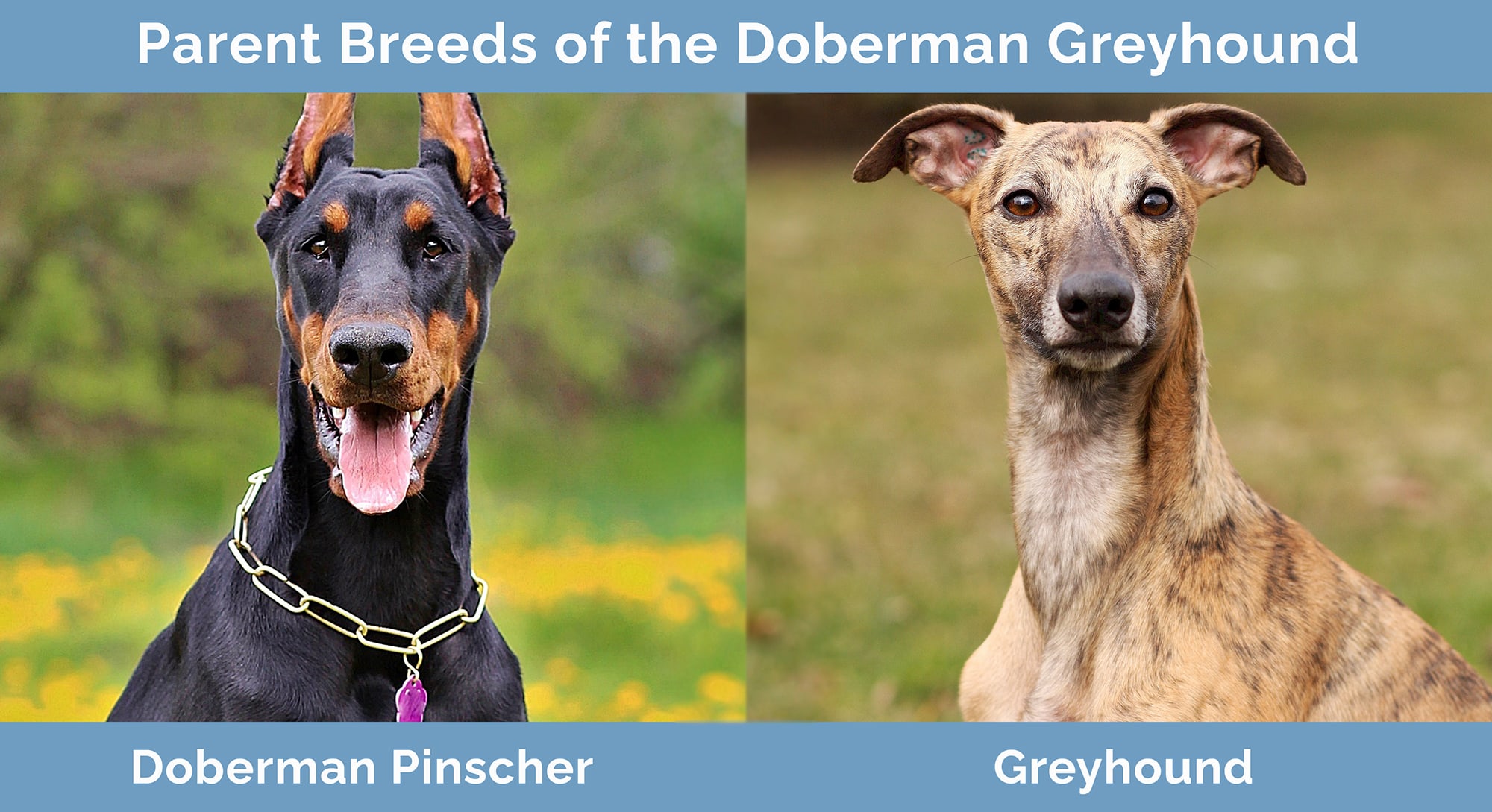 Doberman Greyhound (Doberman Pinscher & Greyhound Mix): Info, Pictures ...