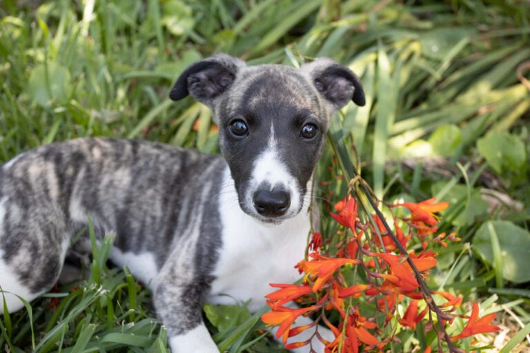 Whippet Dog Breed: Info, Pictures, Characteristics & Facts | Hepper Pet ...