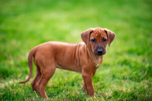 How Big Does a Rhodesian Ridgeback Get? Average Growth and Weight Chart ...