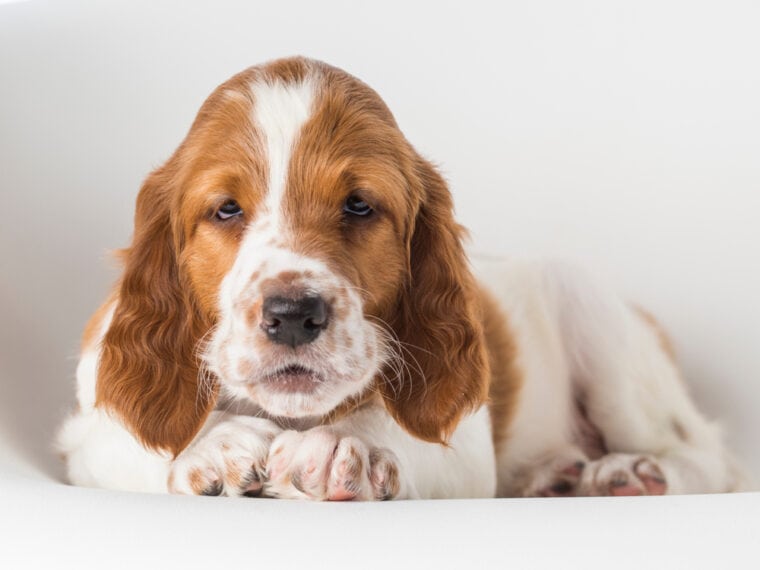 Irish Red and White Setter Breed Info, Pictures & Facts | Hepper Pet ...