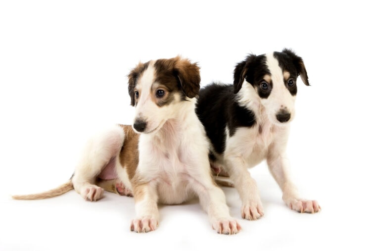 Borzoi Dog Breed Info: Pictures, Characteristics & Facts | Hepper Pet ...