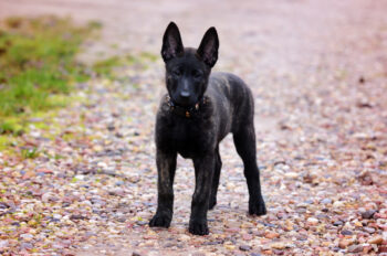 Dutch Shepherd Dog Breed: Info, Pictures, Traits & More | Hepper Pet ...