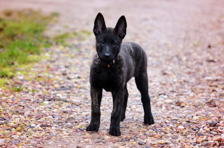 12 Police Dog Breeds: Info, Pictures, Facts & History | Hepper Pet ...