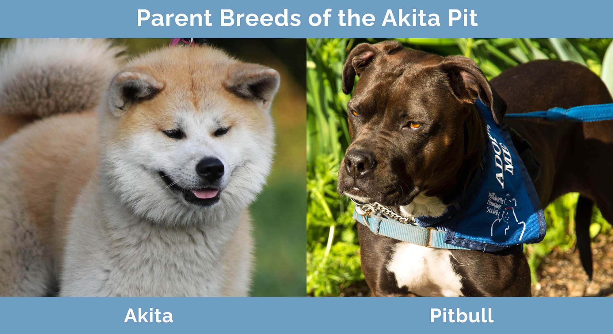 Akita Pit (Akita & Pitbull Mix): Info, Pictures, Characteristics ...