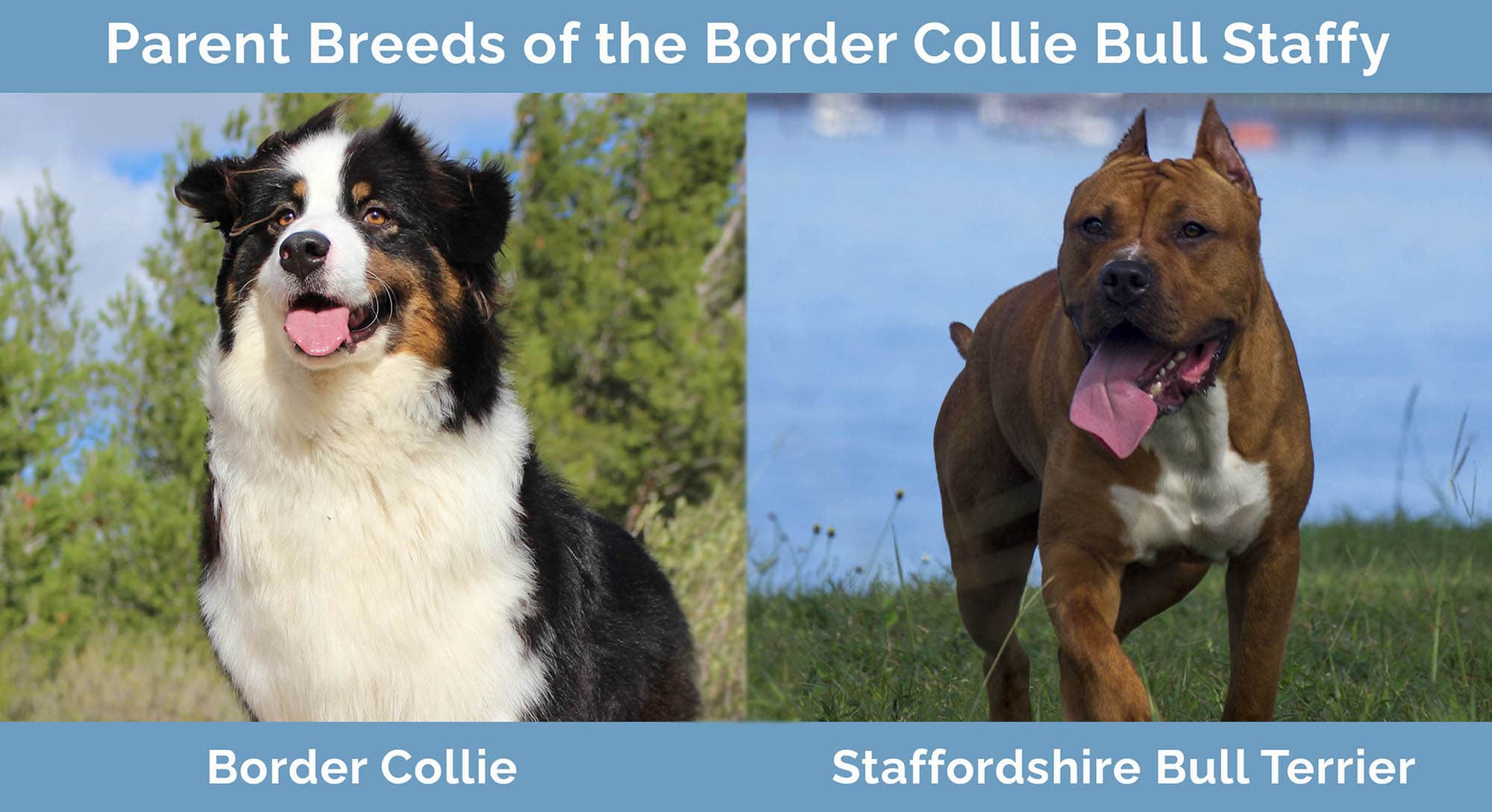 Border Collie Bull Staffy: Info, Pictures, Characteristics & Facts ...