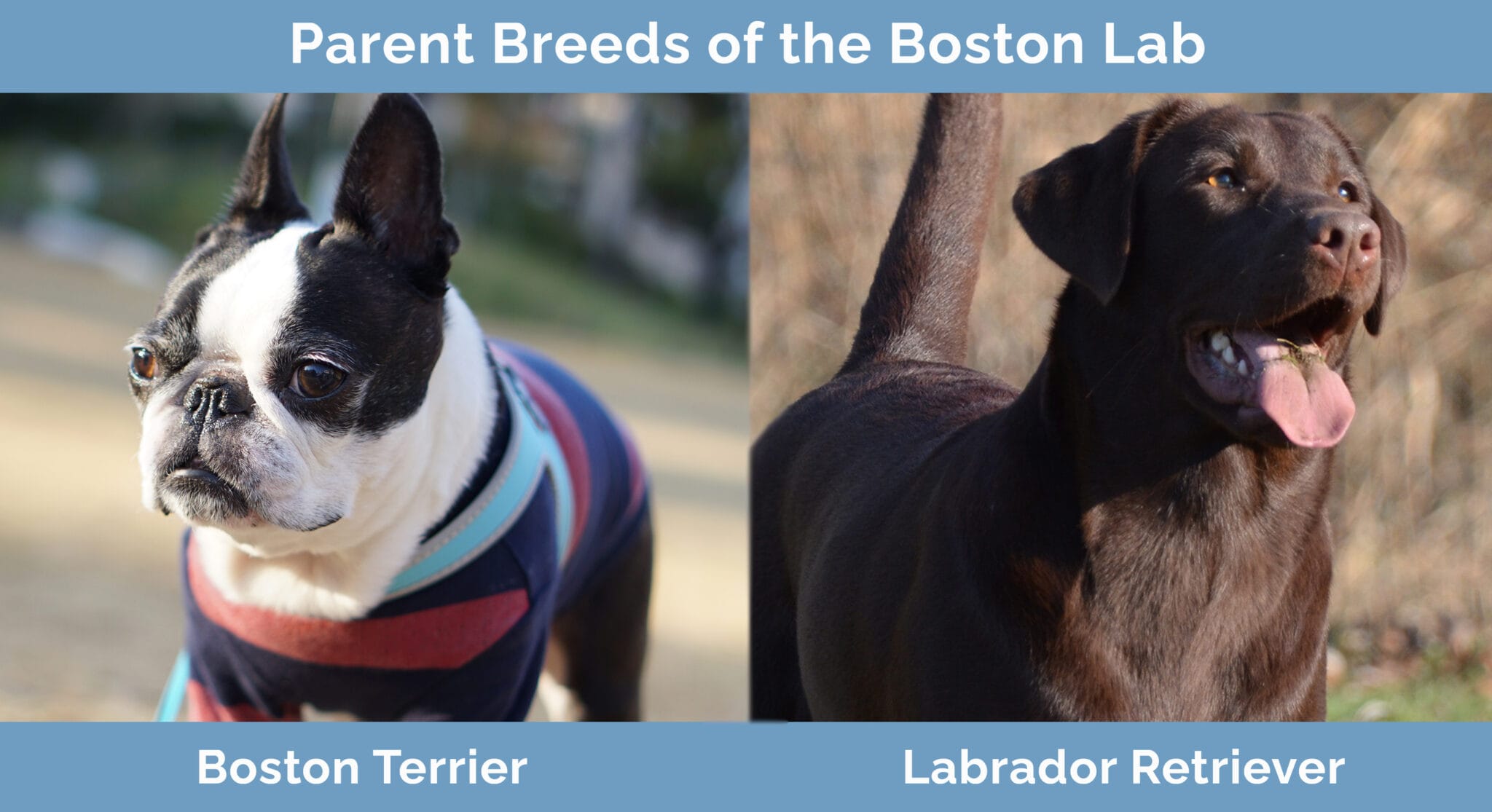 Boston Lab (Boston Terrier & Labrador Retriever Mix) Info, Pictures ...