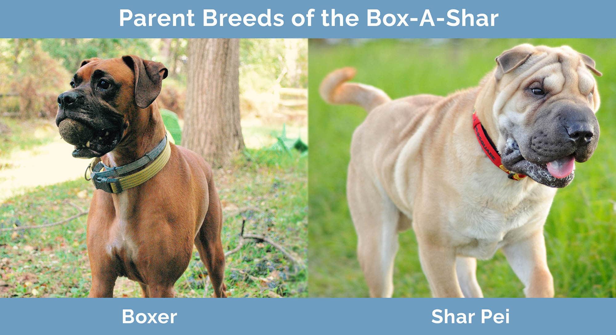 Box-a-Shar (Boxer & Shar Pei Mix): Info, Pictures, Characteristics ...