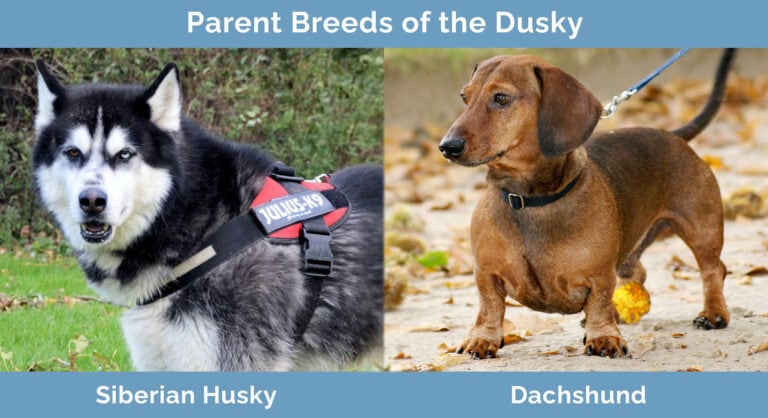 Dusky (Dachshund & Siberian Husky Mix): Info, Pictures, Facts, Traits ...