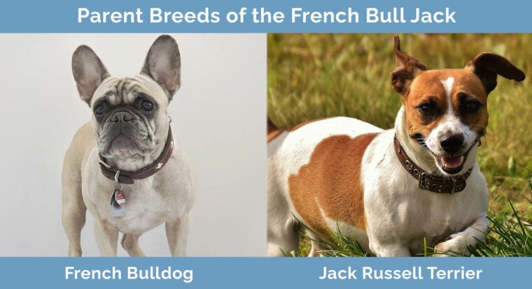 French Bull Jack (French Bulldog & Jack Russell Terrier Mix): Info ...