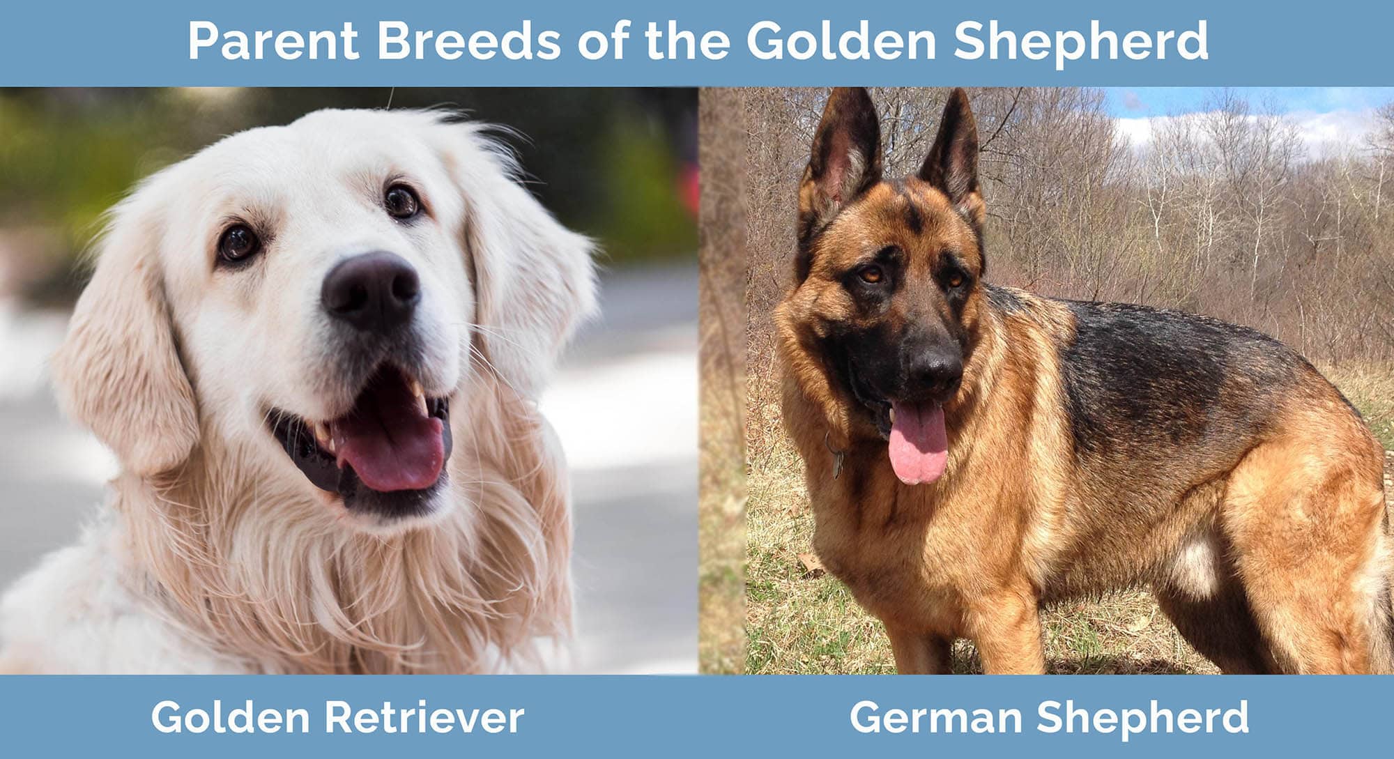 Golden Shepherd (German Shepherd & Golden Retriever Mix): Info ...