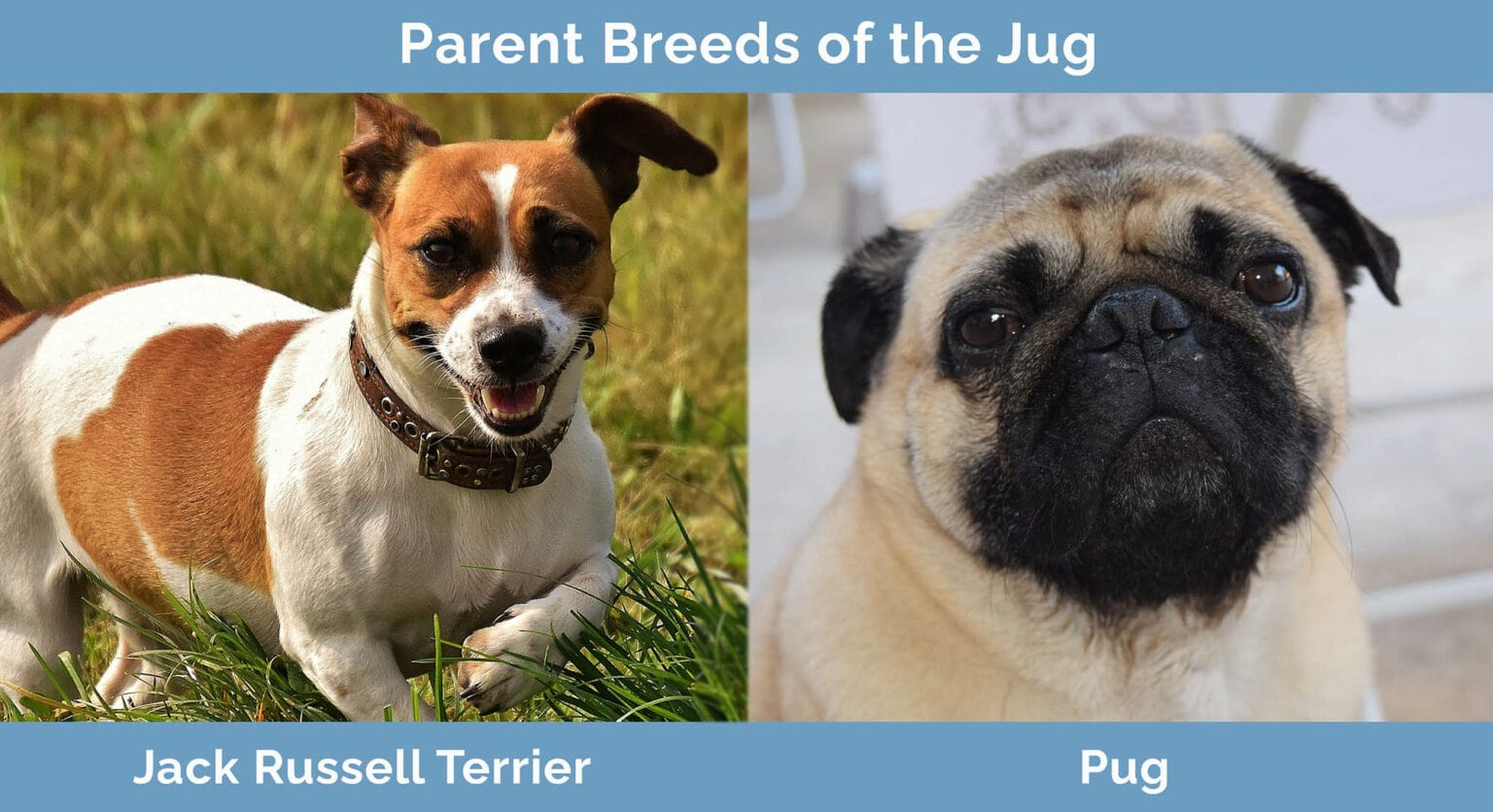 Jug (Jack Russell Terrier & Pug Mix): Info, Pictures, Facts ...