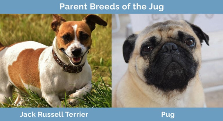 Jug (Jack Russell Terrier & Pug Mix): Info, Pictures, Facts ...