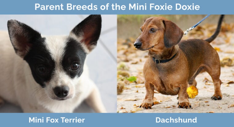Mini Foxie Doxie (Mini Fox Terrier & Dachshund Mix) Pictures & Traits ...