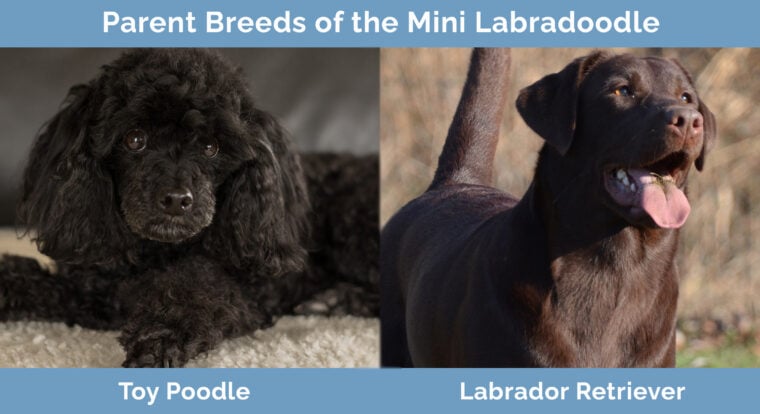Mini Labradoodle (Toy Poodle & Labrador Retriever Mix): Info, Pictures ...