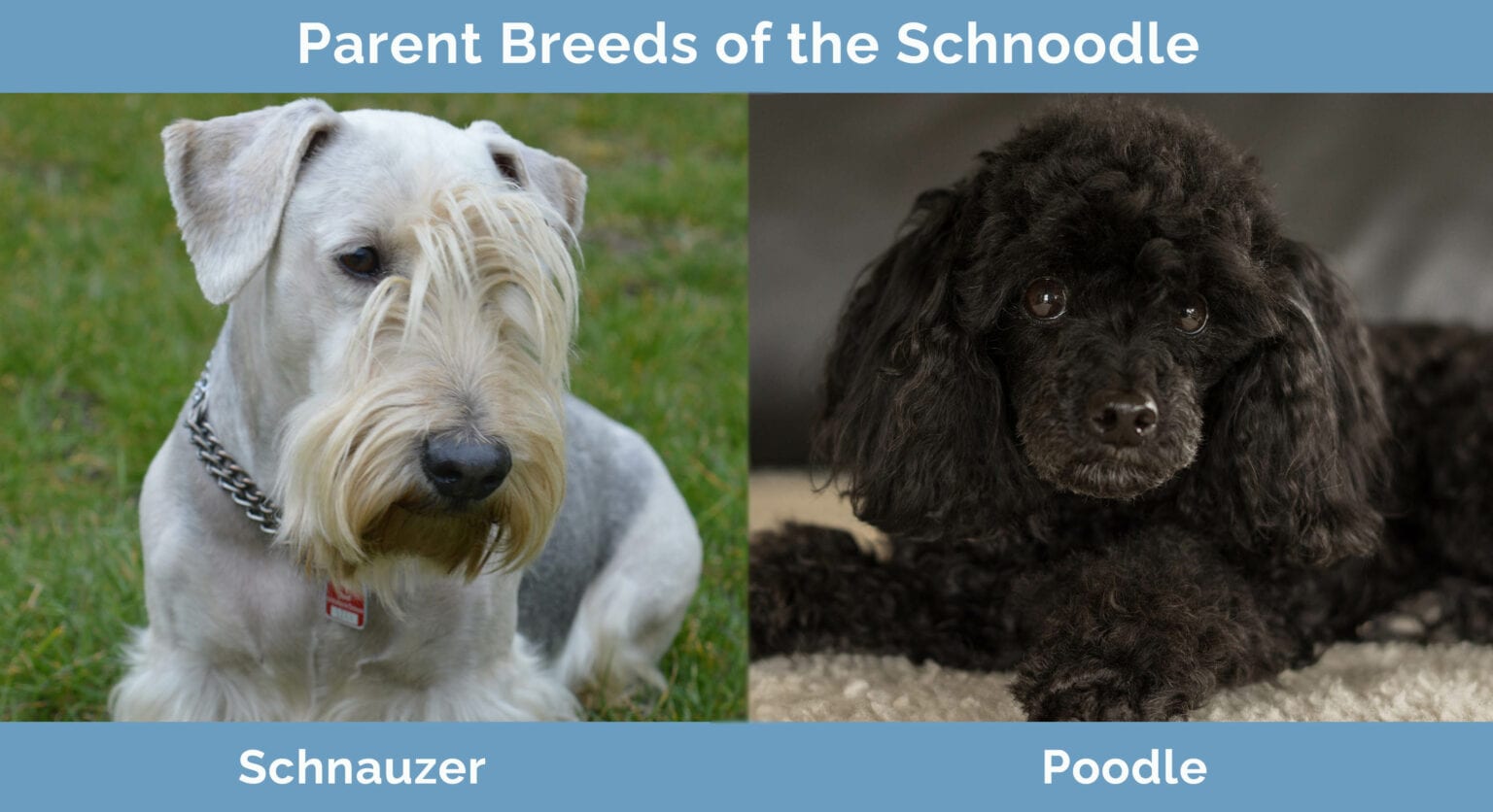 Schnoodle (Schnauzer & Poodle Mix) Dog Breed Info: Pictures, Traits ...